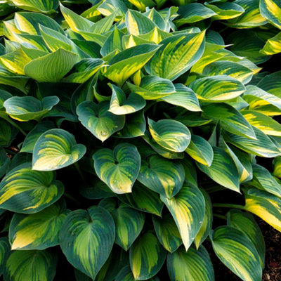 Hosta June Garden Plant - Variegated Foliage, Green and Yellow Colour ...