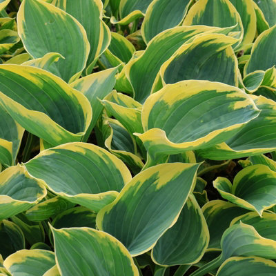 Hosta Liberty (2 Plants) in 9cm Pots - Herbaceous Perennials - Ready to ...