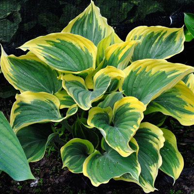 Hosta Liberty (2 Plants) in 9cm Pots - Herbaceous Perennials - Ready to ...