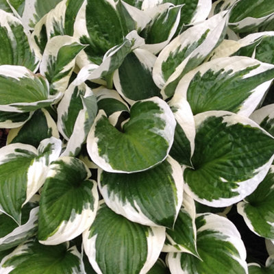 Hosta Minute Man (10-20cm Height Including Pot) Garden Plant - Compact ...
