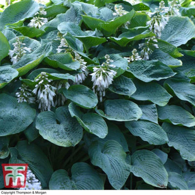 Hosta sieboldiana var. elegans (Giant blue hosta) 3 bare root plants ...