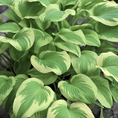 Hosta 'Spring Morning' - 3x 1 Litre Plants - Marginal Aquatic Pond Plant