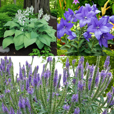 Hosta trex, platycodon fuji blue & veronica blauriesin 6 x bare root mix