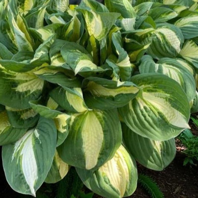 Hosta Vulcan Plant 2 x 2L Pots - Hardy Garden Ready Plantain Lily ...
