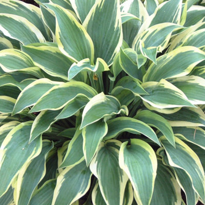 Hosta Wide Brim (30-40cm Height Including Pot) Garden Plant - Compact ...