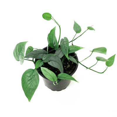 House Plant - Blue Pothos - Cebu Blue - 12 cm Pot size - 10-20 cm Tall ...