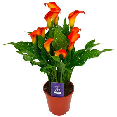 House Plant - Calla Lily - Morning Sun - 14 cm Pot size - 20-30 cm Tall ...