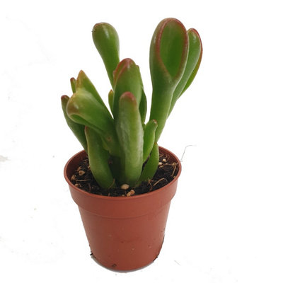 House Plant - Crassula - Hobbit - 5 cm Pot size - Below 10 cm Tall ...