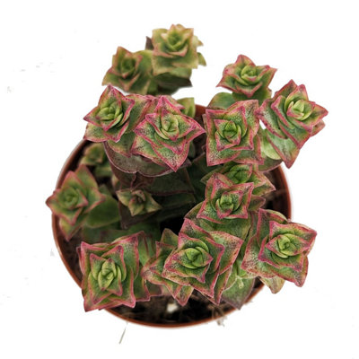 House Plant - Crassula - Hoshiotome - 8 cm Pot size - 10-20 cm Tall ...