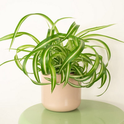 House Plant - Curly Spider Plant - Bonnie - 20 cm (Free Pot Hanger) Pot ...