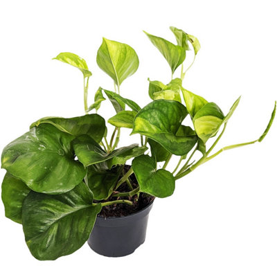 House Plant - Devil's Ivy - Global Green - 12 cm Pot size - 10-20 cm ...