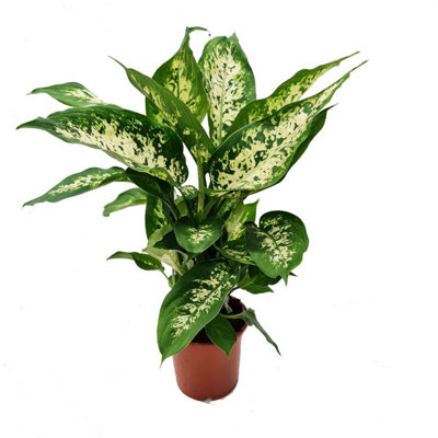House Plant - Dumb Cane - Compacta - 12 cm Pot size - 30-40 cm Tall ...