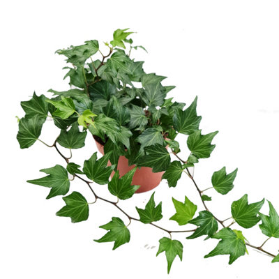 House Plant - English Ivy - Green Ripple - 13 cm Pot size - 30-40 cm ...