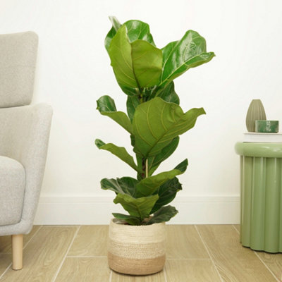 House Plant - Fiddle Leaf Fig - 17 cm Pot size - 70-90 cm Tall - Ficus ...