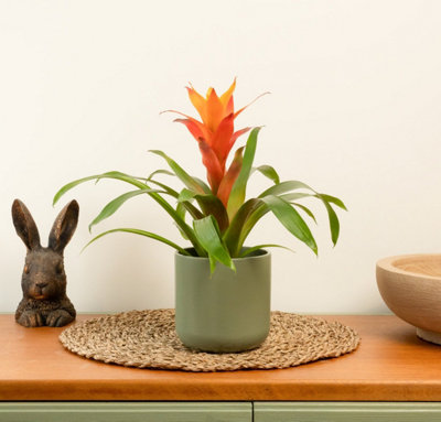House Plant - Flowering Guzmania - Jazz Orange - 9 cm Pot size - 30-40 ...