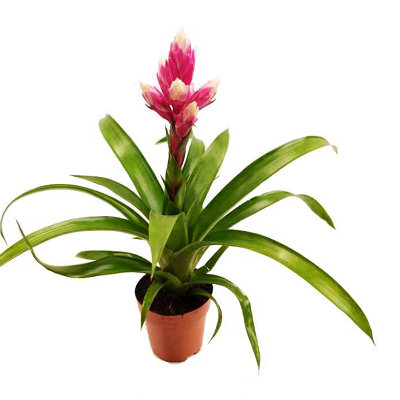 House Plant - Guzmania 'Candy' - 12 cm Pot size - 40-50 cm Tall - Candy ...
