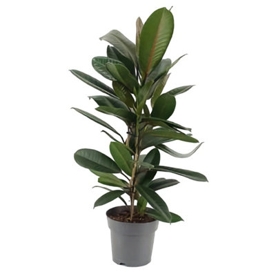 House Plant - Jamaican Cherry Fig - 17 cm Pot size - 50-70 cm Tall ...