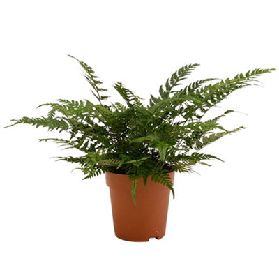 House Plant - Lady Fern - 8 cm Pot size - 10-20 cm Tall - Athyrium ...