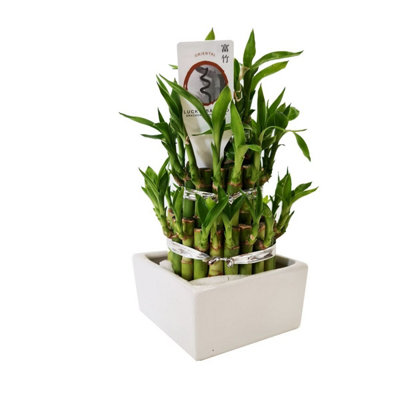 Table bamboo plant store