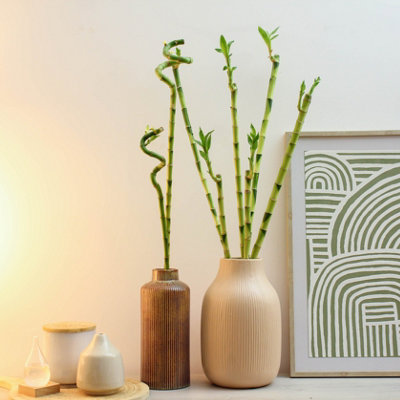 House Plant - Lucky Bamboo - Individual Stem - Spiral - Long Pot size ...