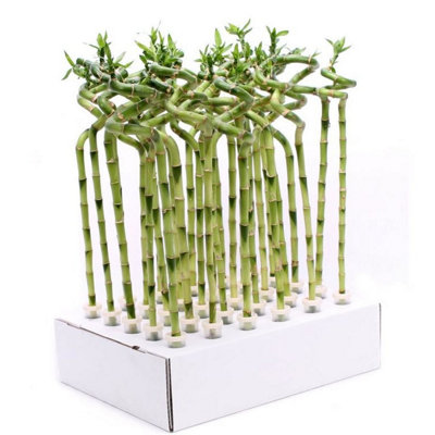 House Plant - Lucky Bamboo - Individual Stem - Spiral - Short Pot size ...