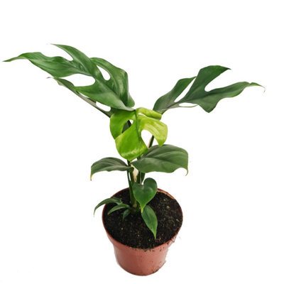 House Plant - Mini-Monstera - Baby Swiss Cheese - 12 cm Pot size - 30 ...