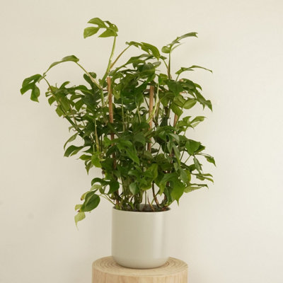House Plant - Mini-Monstera - Baby Swiss Cheese - 19 cm Pot size - 70 ...