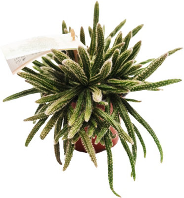 House Plant - Mousetail Cactus - Horrida - 5 cm Pot size - 10-20 cm ...
