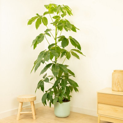 Octopus Tree Plant