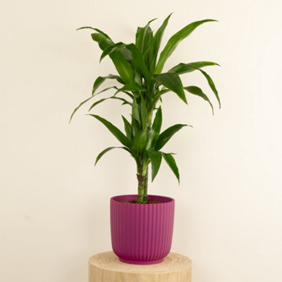 House Plant - Palm - Janet Craig - 17 cm Pot size - 70-90 cm Tall ...