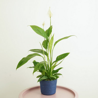 HOUSE PLANT - PEACE LILY - ALANA - 12 CM POT SIZE - 20-30 CM TALL ...
