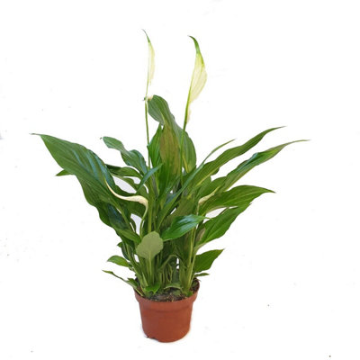 HOUSE PLANT - PEACE LILY - ALANA - 12 CM POT SIZE - 20-30 CM TALL ...