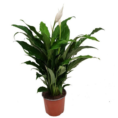 House Plant - Peace Lily - Sweet Chico - 17 cm Pot size - 70-90 cm Tall ...