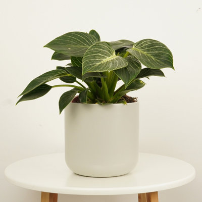 House Plant - Philo - White Weave - Birkin - 17 cm Pot size - 30-40 cm ...