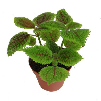 House Plant - Pilea - Moonvalley - 14 cm Pot size - 20-30 cm Tall ...