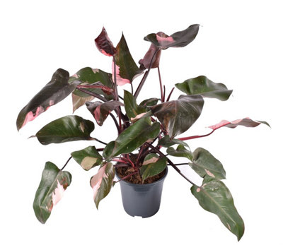 House Plant - Pink Princess Philo - Rare Plant - 11 cm Pot size - 20-30 ...