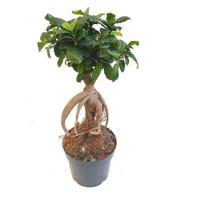 House Plant - Pot Belly Fig - 9 cm (Lady Legs) Pot size - 20-30 cm Tall ...