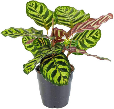 House Plant - Prayer Plant - Makoyana - 14 cm Pot size - 30-40 cm Tall ...