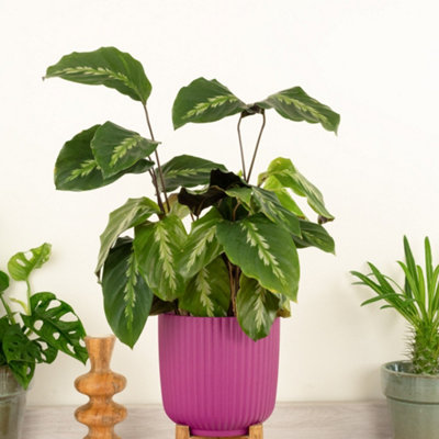 House Plant - Prayer Plant - Maui Queen - 17 cm Pot size - 50-70 cm ...