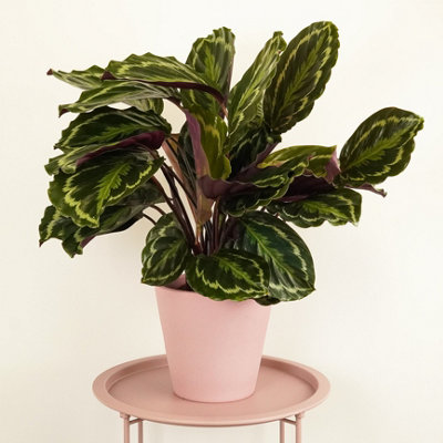 House Plant - Prayer Plant - Medallion - 19 cm Pot size - 50-70 cm Tall ...