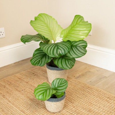 House Plant - Prayer Plant - Orbifolia - 14 cm Pot size - 40-50 cm Tall ...