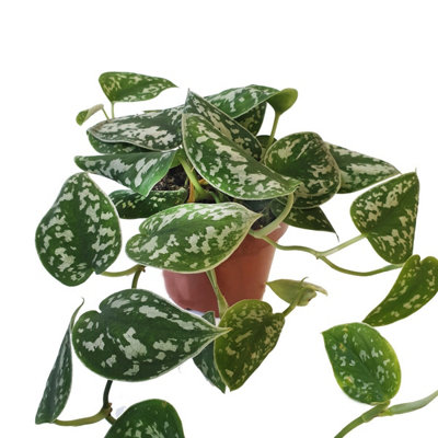 House Plant - Satin Pothos - 12 cm Pot size - 10-20 cm Tall ...