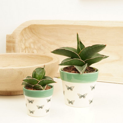 House Plant - Snake Plant - Samurai Dwarf - Rare Plant - 9 cm Pot size ...