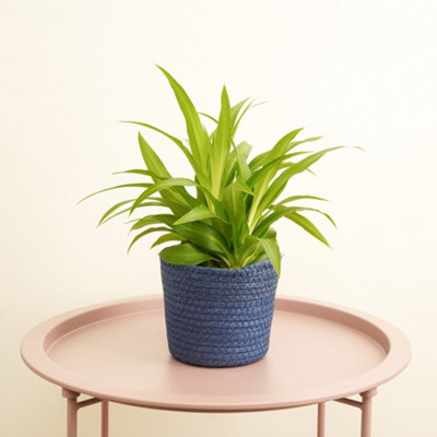 House Plant - Spider Plant - Lemon - 12 cm Pot size - 20-30 cm Tall ...