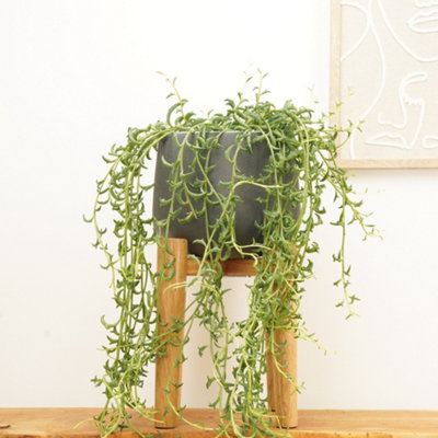 House Plant - String Of Dolphins - Jumping Dolphin - 14 cm (Free Pot ...