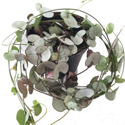 House Plant - String Of Hearts - Silver Glory - Hard To Find - 9 cm Pot ...