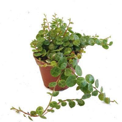 House Plant - String Of Turtles - 9 cm Pot size - Below 10 cm Tall - Peperomia Prostrata ...