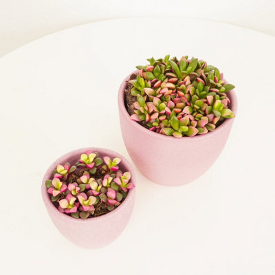House Plant - Sunrise Succulent - 5 cm Pot size - Below 10 cm Tall ...