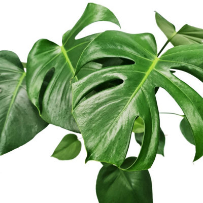 House Plant - Swiss Cheese Plant - 24 cm (Large Form) Pot size - 70-90 cm Tall - Monstera ...