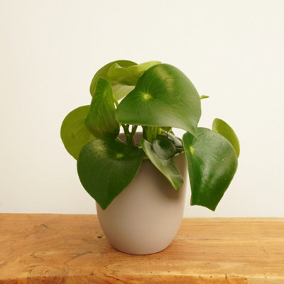 House Plant - Teardrop Money Plant - Raindrop - 12 cm Pot size - 20-30 ...
